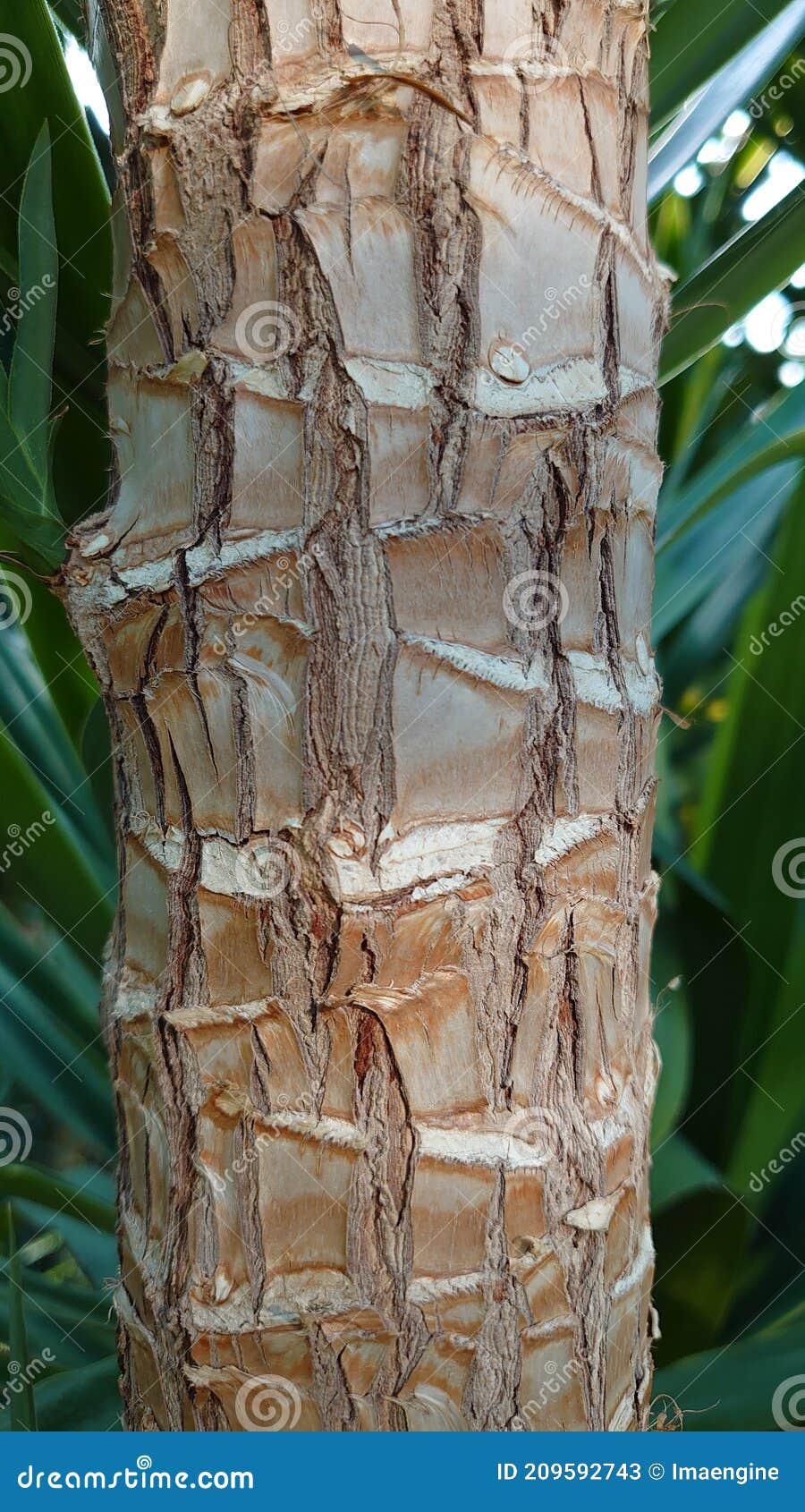 Palm Tree Textured Bark Details Background Stock Image - Image of ...