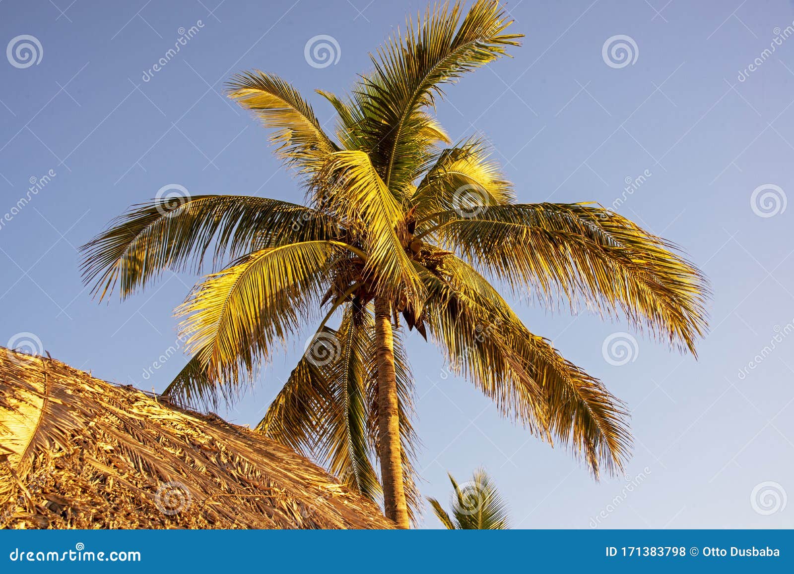Palm Tree with Thatched Palapa Stock Photo - Image of nature ...