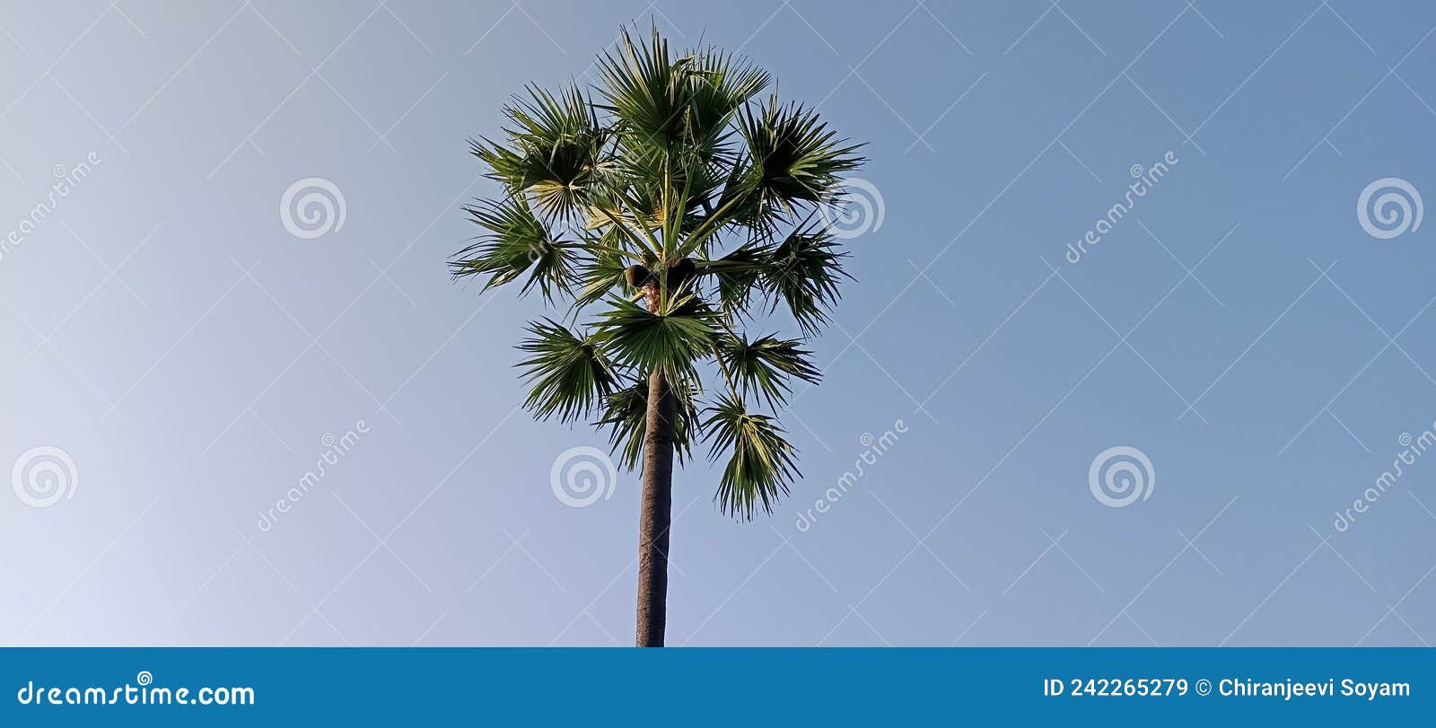 Palm tree -thati chettu stock image. Image of tree, local - 242265279
