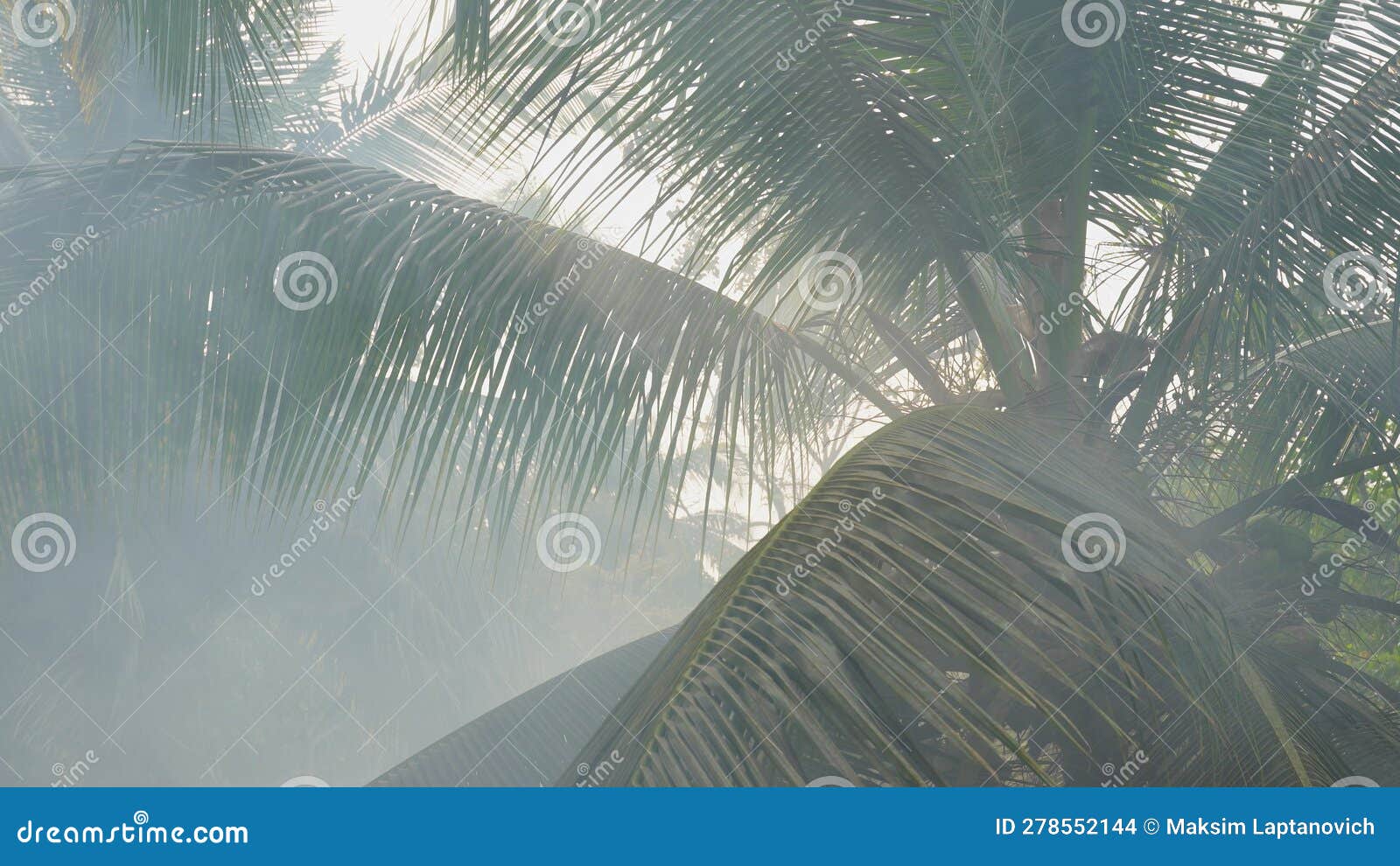 Palm Tree in Thick Smoke. Light Breaks through Branches of Palm Trees ...