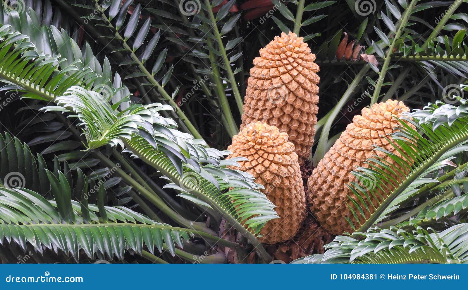 Rare Palm Tree - Singapore Botanical Gardens Stock Image ...