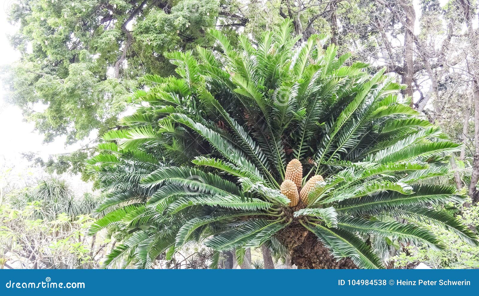 Rare Palm Tree - Singapore Botanical Gardens Stock Image ...