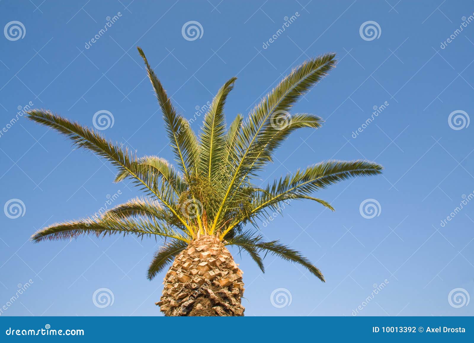 Palm tree top stock photo. Image of cloudless, height - 10013392