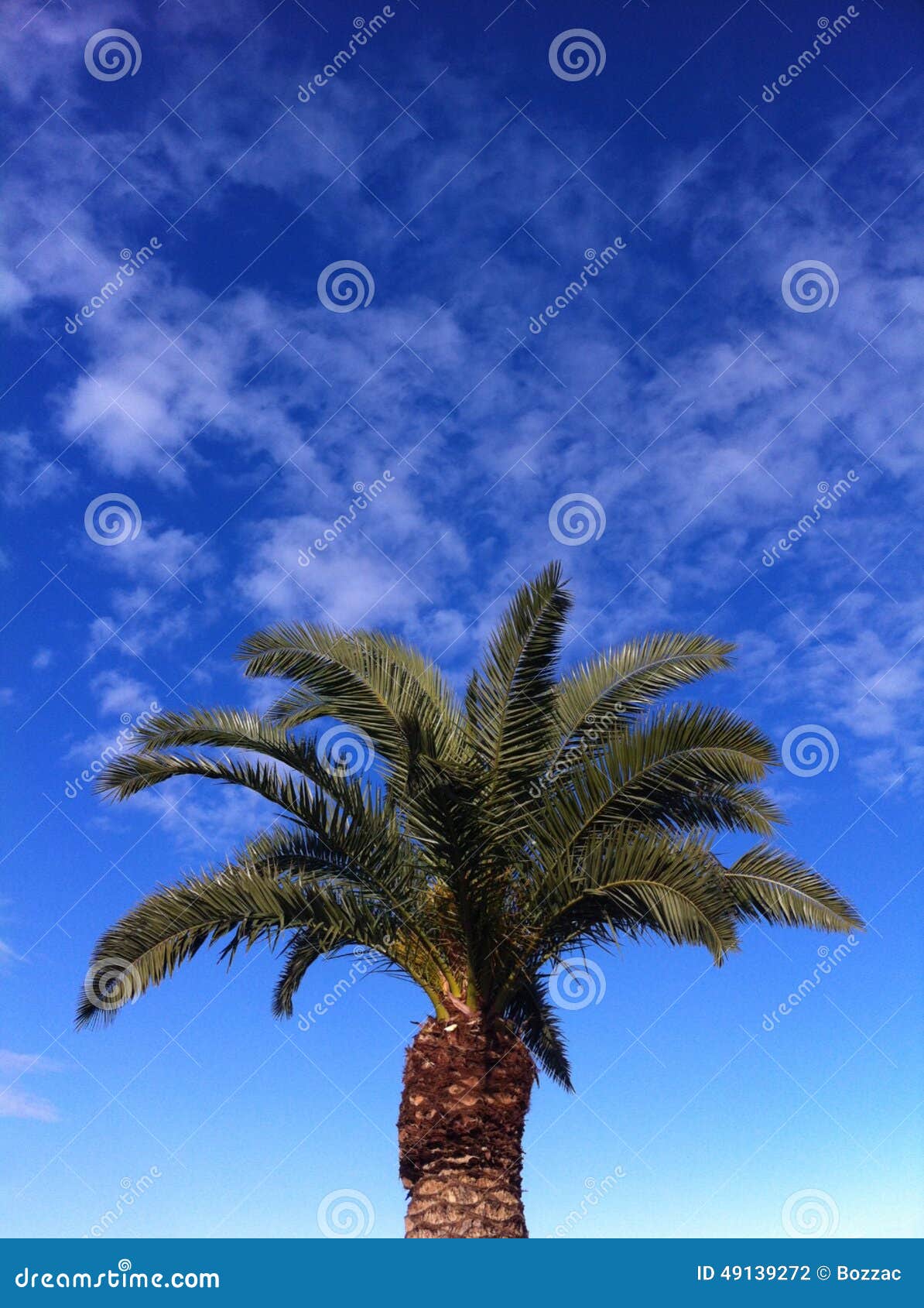 Palm tree top stock photo. Image of tropical, sunny, space - 49139272