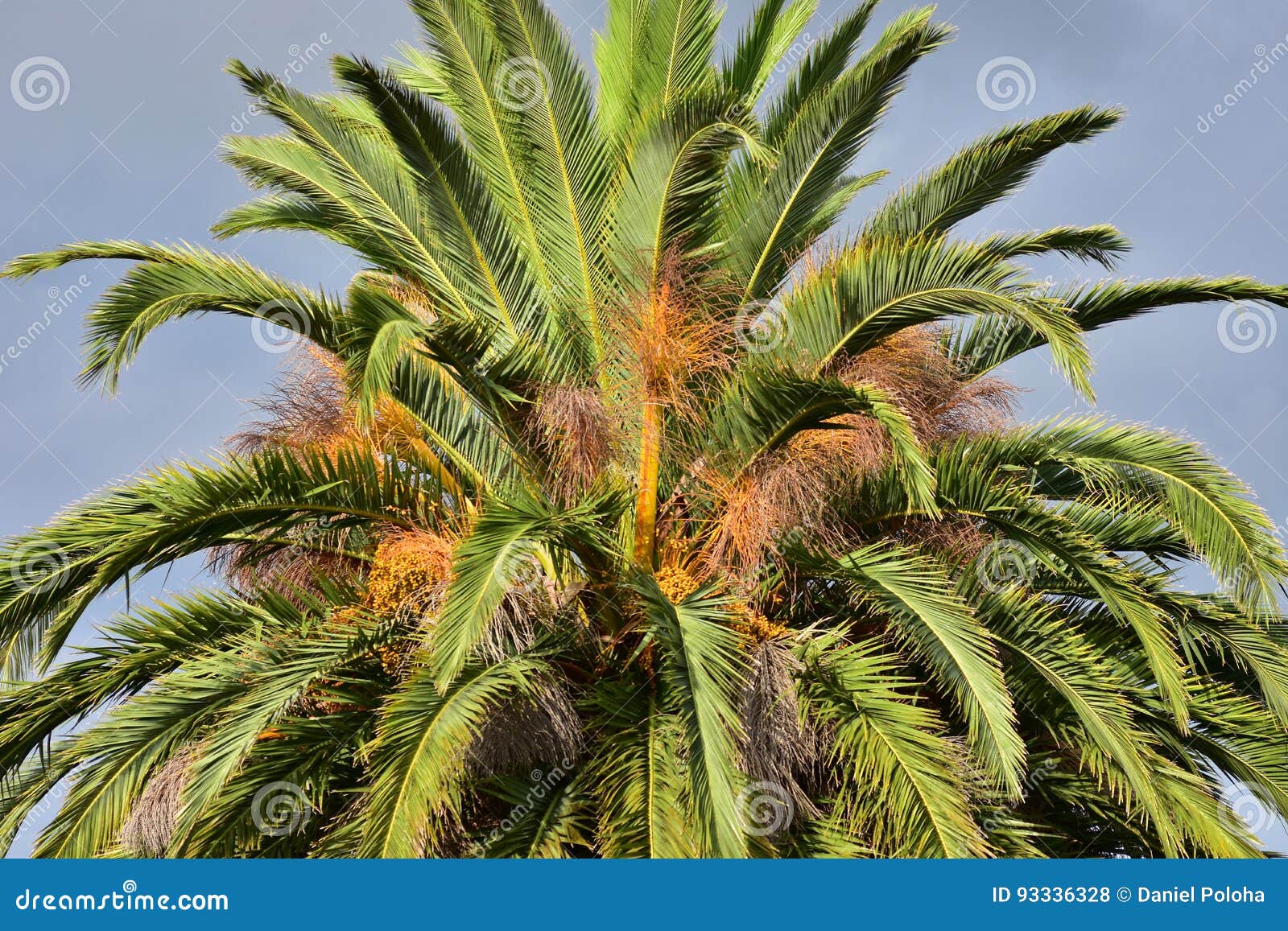Palm tree top stock photo. Image of background, branch - 93336328