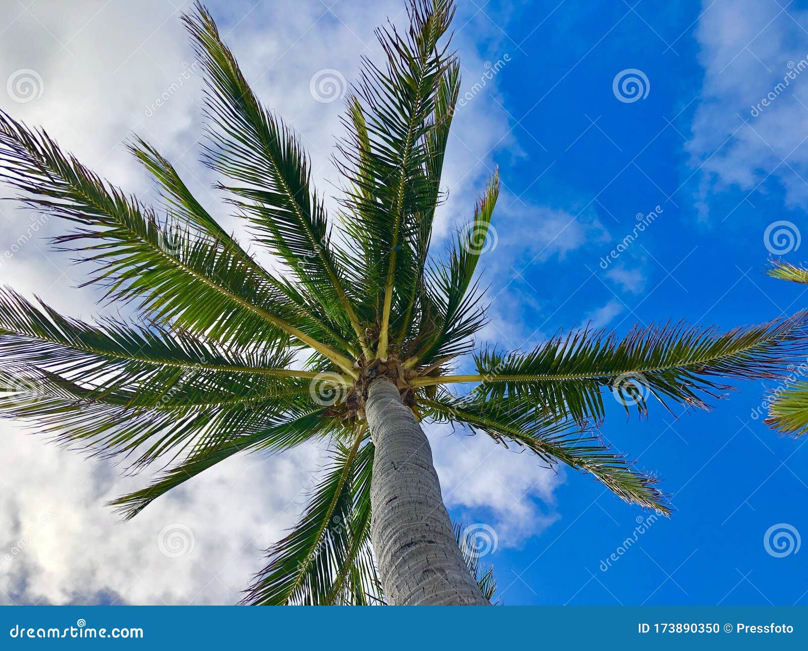 Palm Tree Top View from Below Stock Photo - Image of coconut, outdoor ...