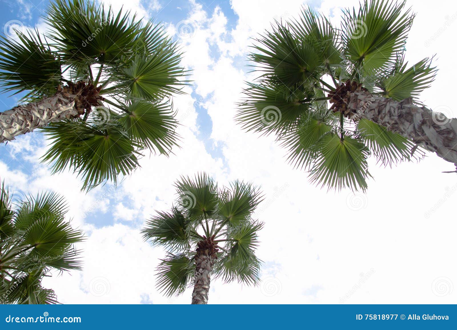 Palm tree top view stock image. Image of natural, jungle - 75818977