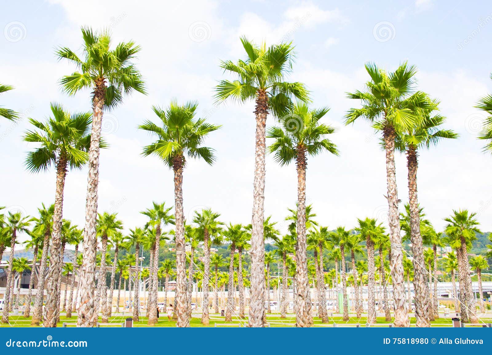 Palm tree top view stock photo. Image of beautiful, sunny - 75818980