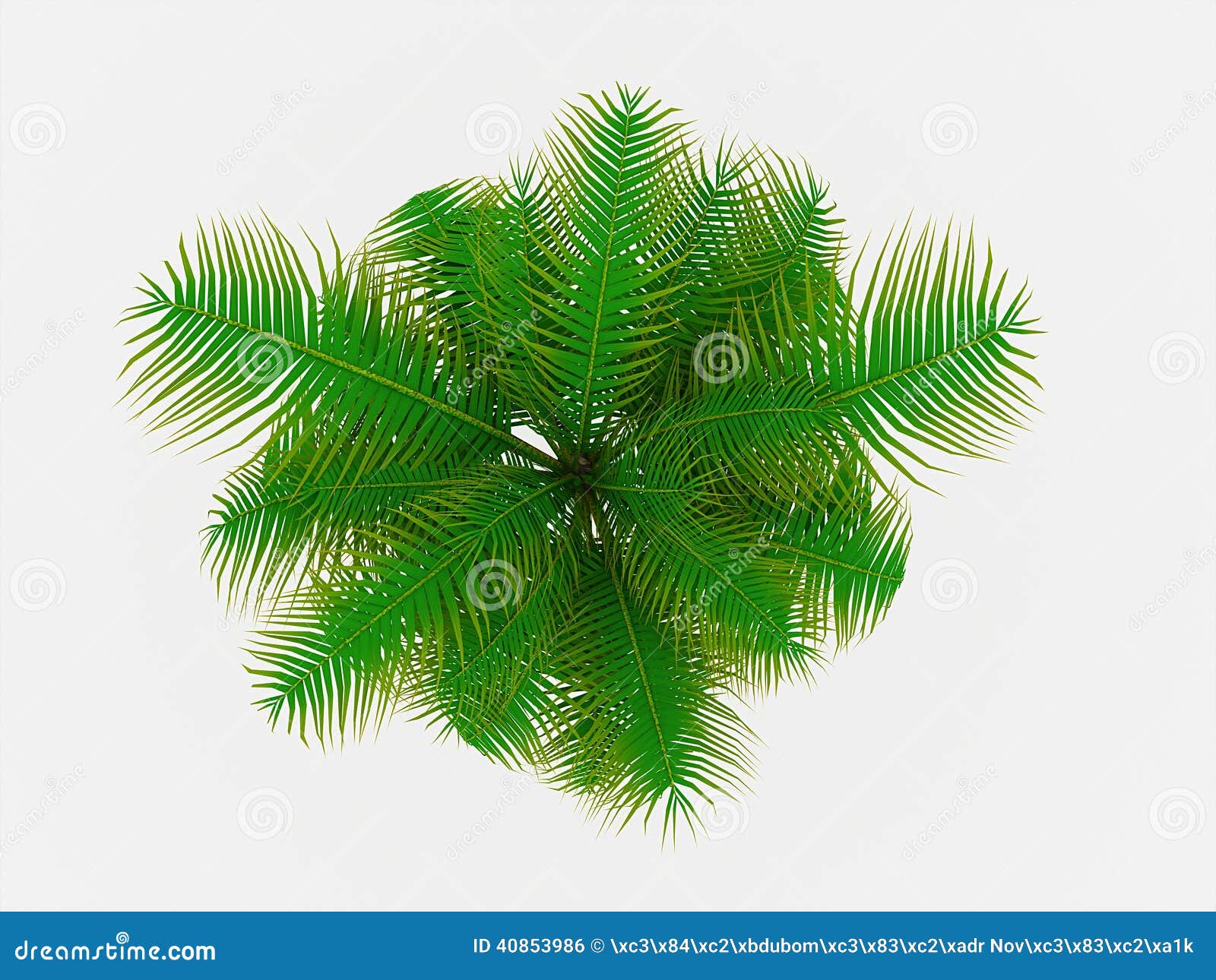 Palm Tree Vector Top View