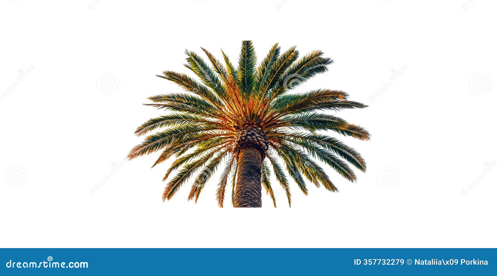 Palm Tree Top View Isolated on Transparent Background Stock Image ...