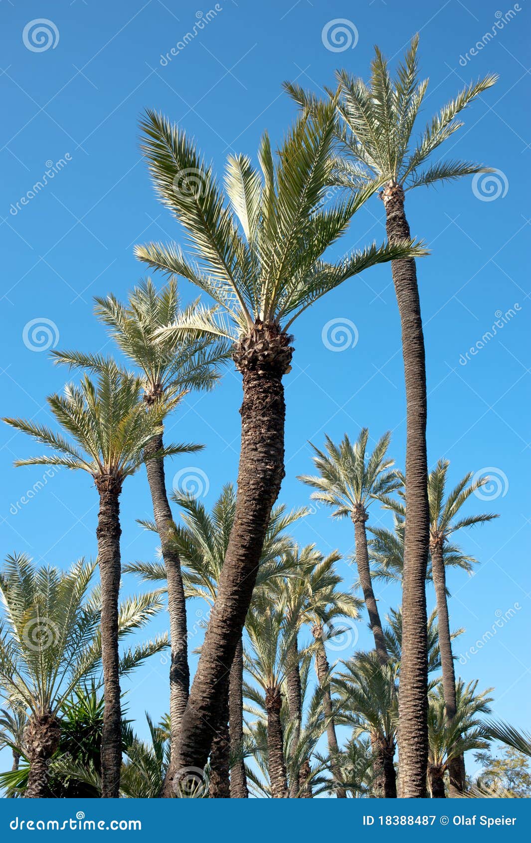 Palm tree tops stock image. Image of lush, tropial, blue - 18388487