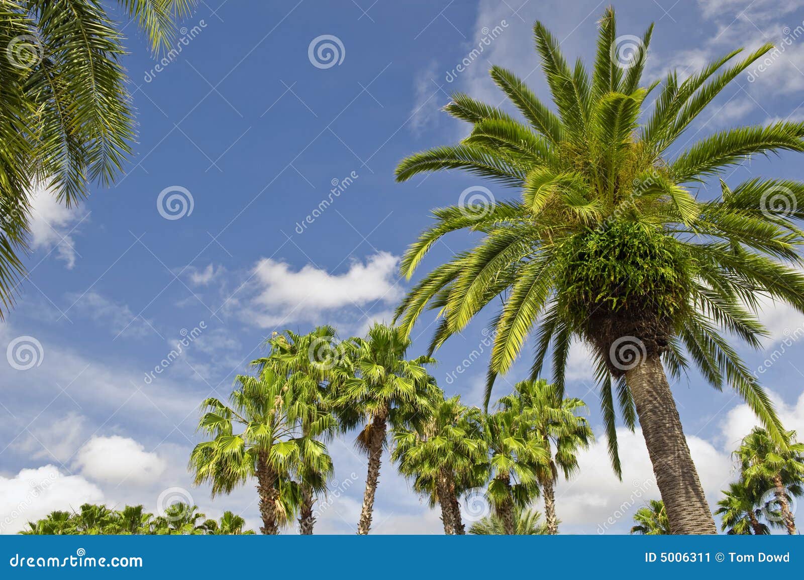 Palm Tree Tops stock image. Image of tops, vivid, trees - 5006311