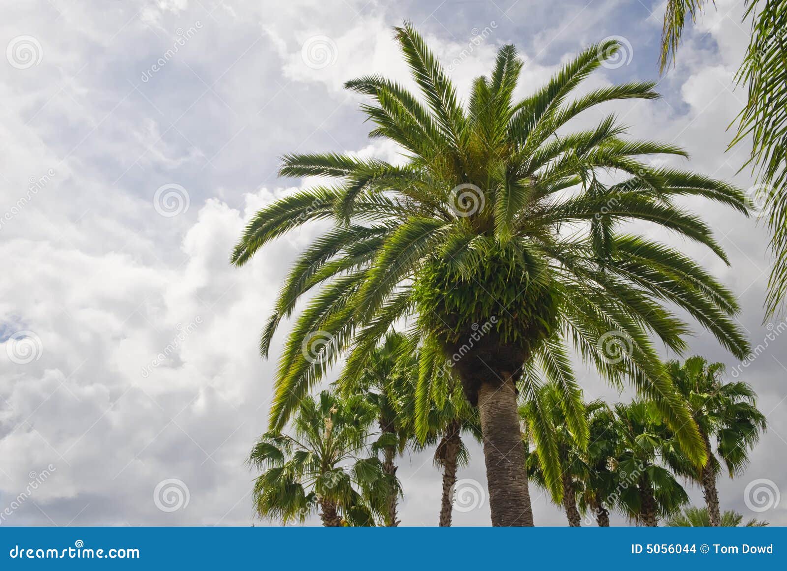 Palm Tree Tops stock photo. Image of daytime, tall, nature - 5056044