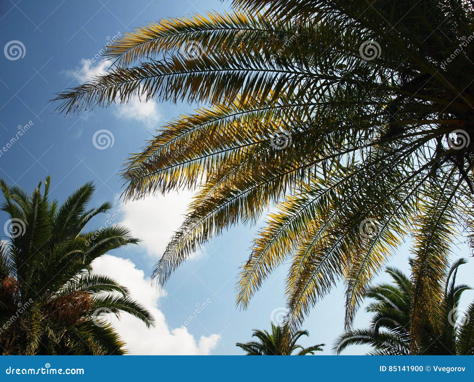 Palm tree tops stock photo. Image of tops, leaves, nature - 85141900