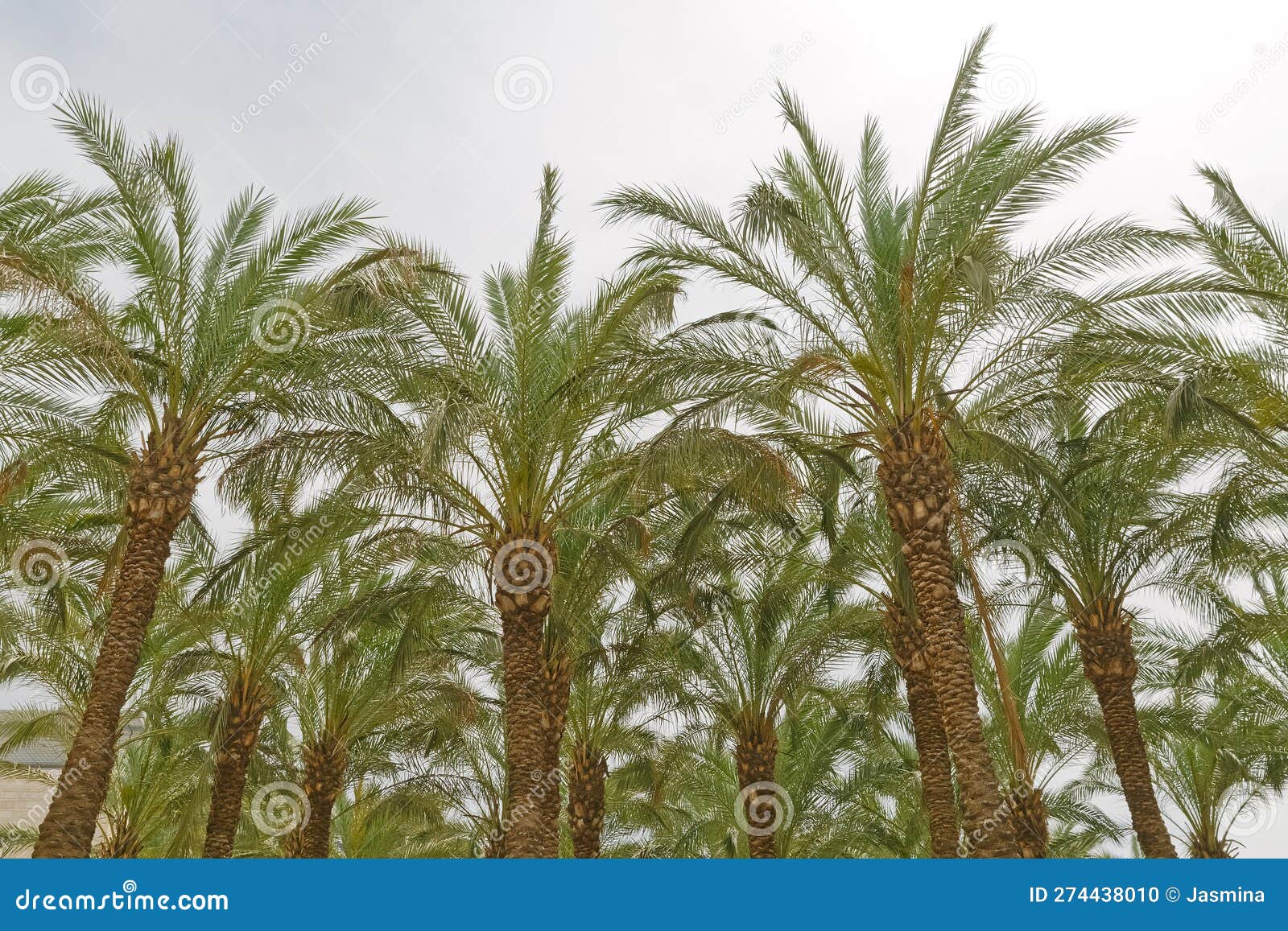 Palm Tree Tops in Jerusalem Stock Photo - Image of flora, tropical: 274438010