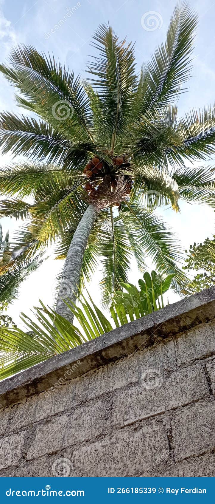 A Palm Tree Towering Upward, with the Unity of the Wind so Calm and ...