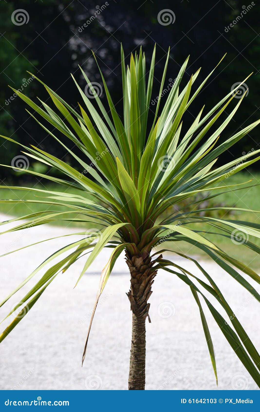 Palm Treee Bark Teeth Royalty-Free Stock Photo | CartoonDealer.com ...