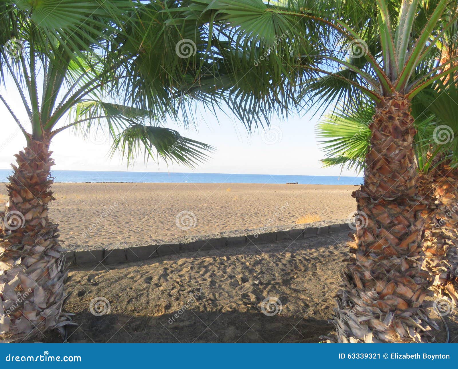 Palm Tree stock image. Image of relax, tropical, green - 63339321