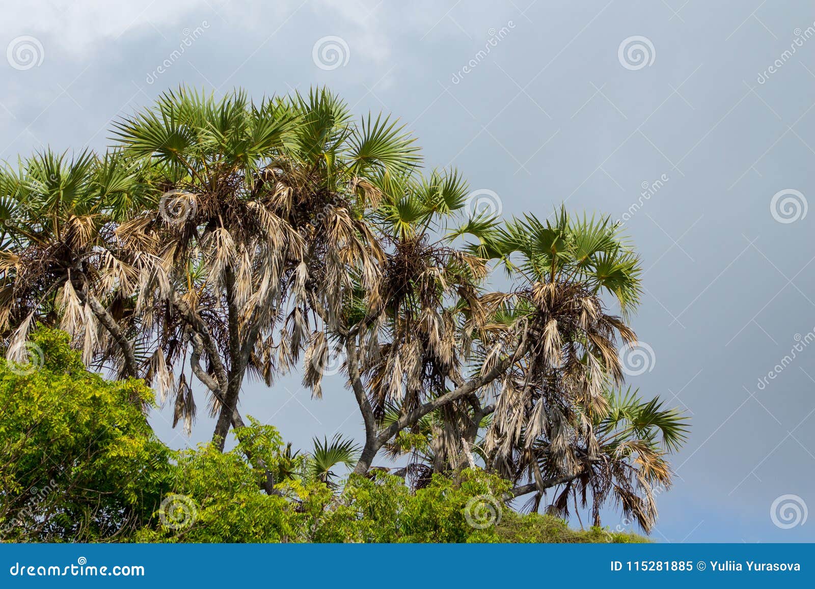 Palm tree crone stock image. Image of plant, silhouette - 115281885
