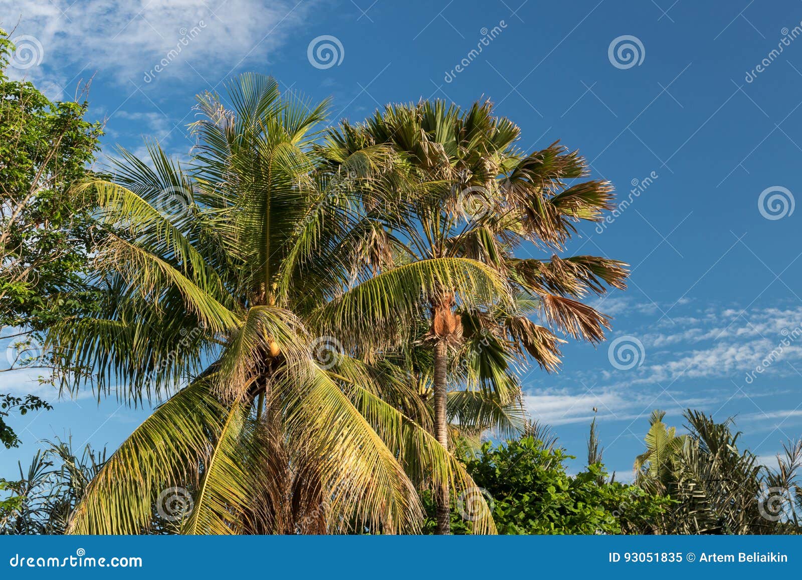 Palm Tree on a Tropical Bali Island, Indonesia. Stock Image - Image of ...
