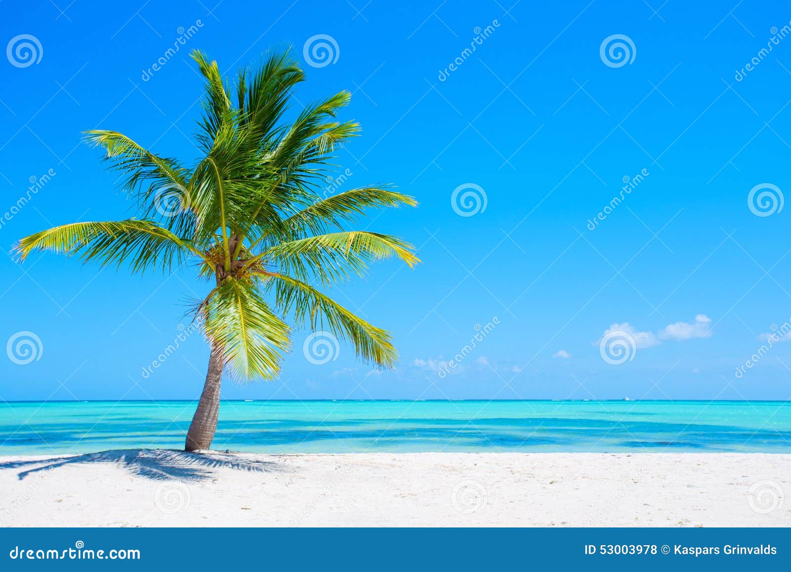 Palm Tree on Tropical Beach Stock Photo - Image of scenery, idyllic ...