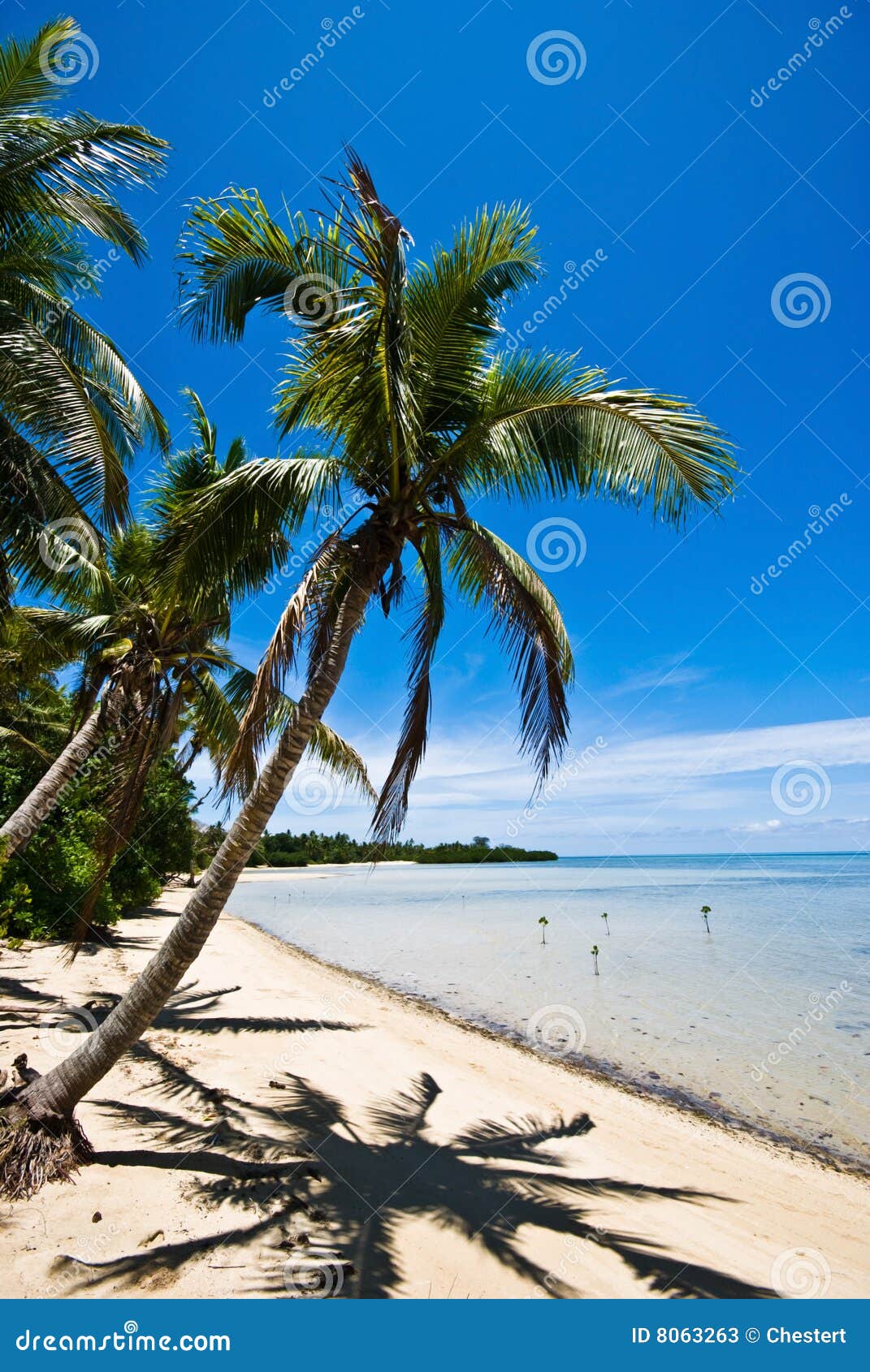 Palm Tree on a Tropical Beach Stock Image - Image of seascape, tranquil ...