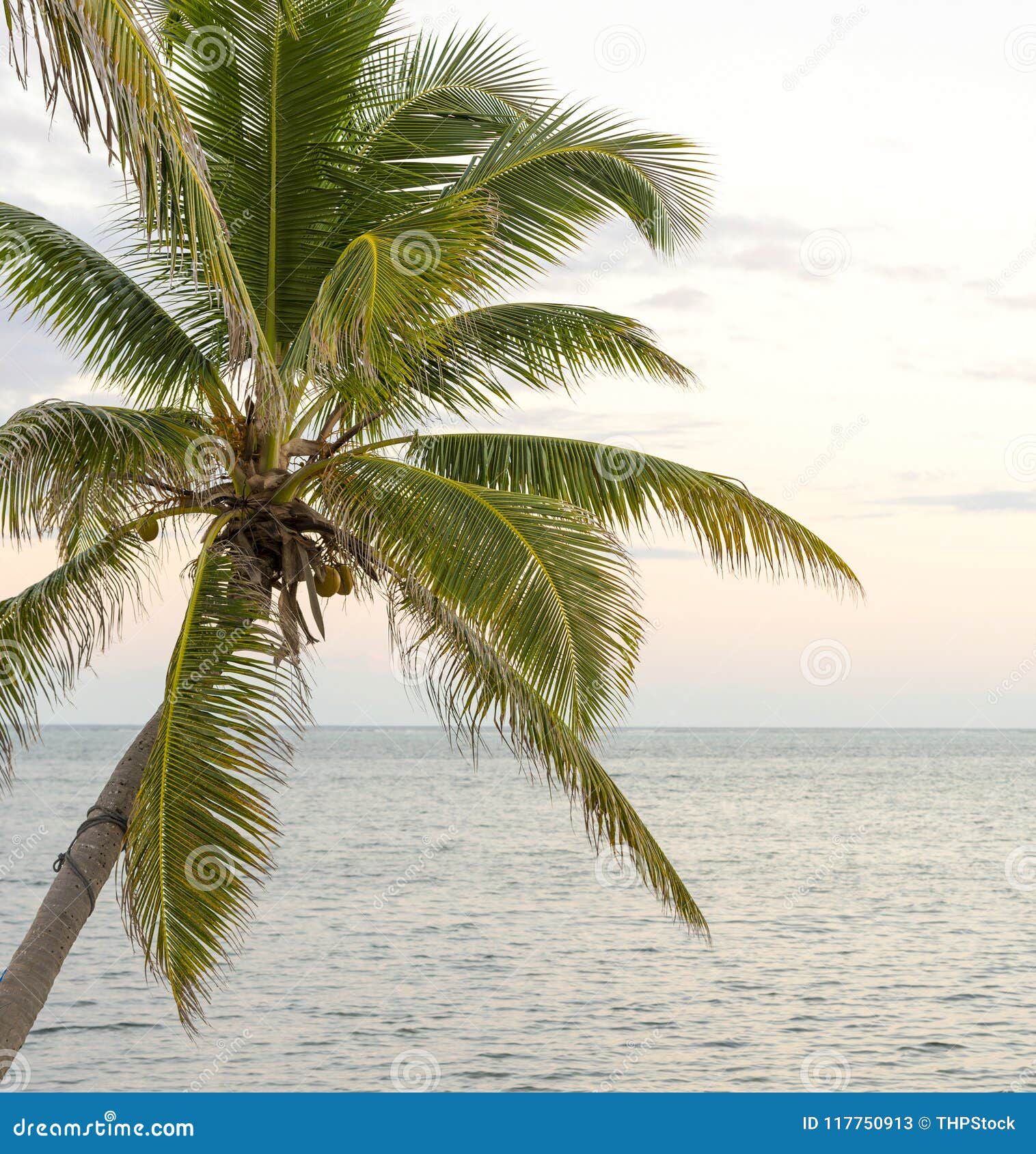 Palm Tree Over Ocean stock image. Image of vacation - 117750913