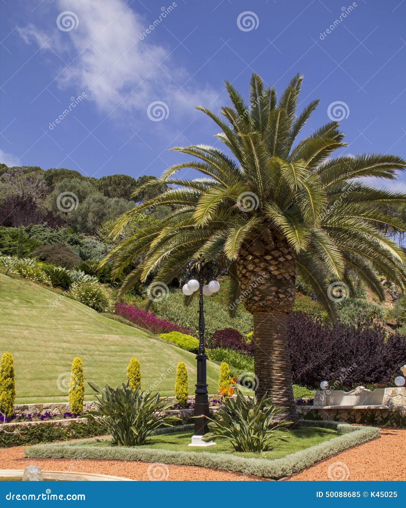 Palm Tree in Tropical Garden Stock Image - Image of bush, destinations ...