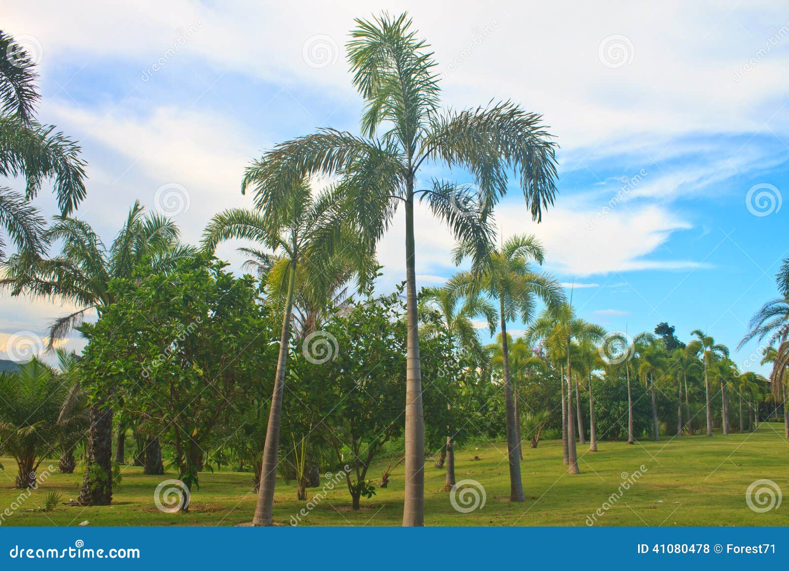 Palm Tree in Tropical Garden Stock Photo - Image of pattern, cloud ...
