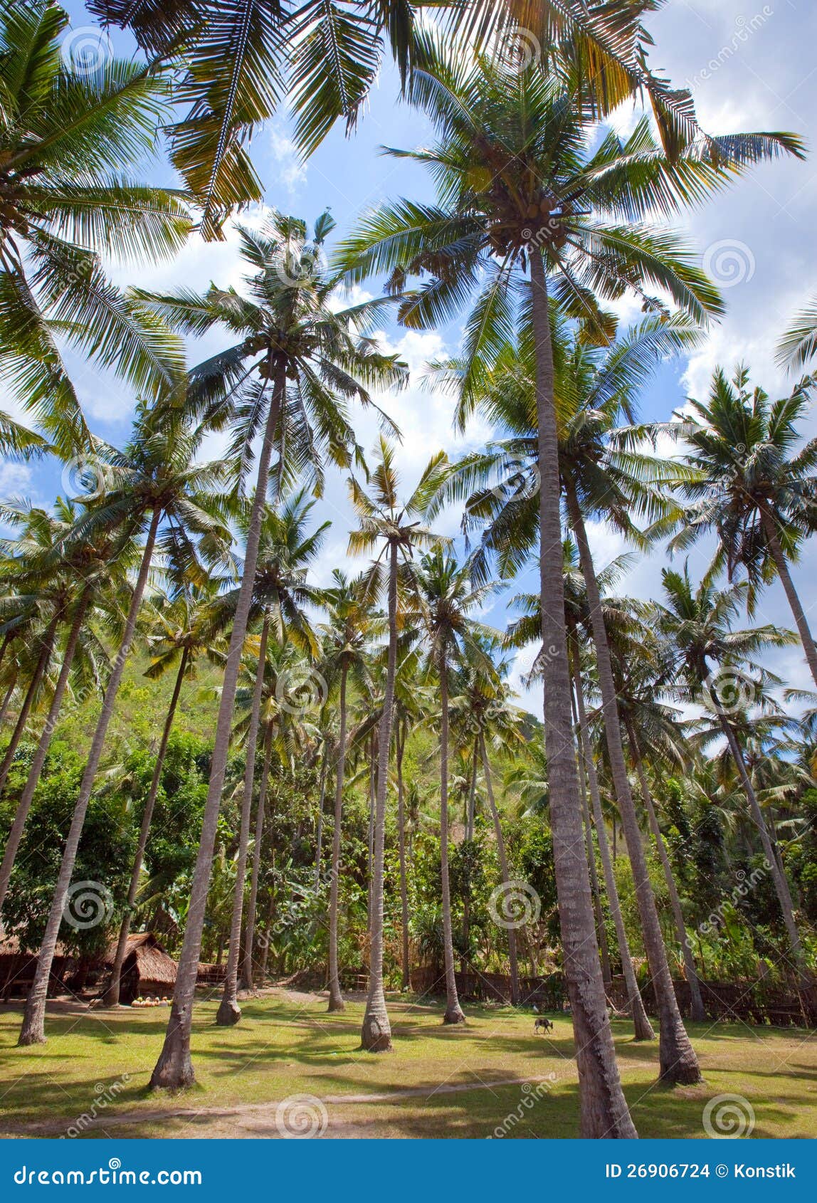 Palm Tree. Tropical Landscape Stock Photo - Image of green, romantic ...