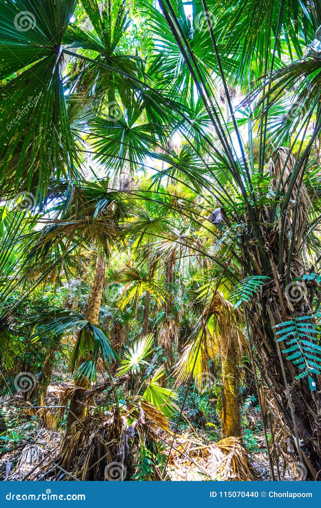 Palm Tree in Tropical Rainforest Stock Photo - Image of green, leaves ...