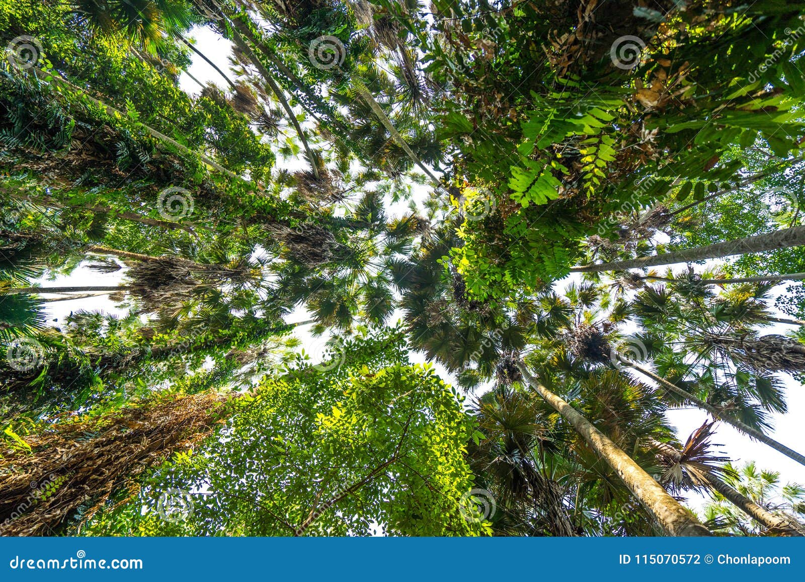 Palm Tree in Tropical Rainforest Stock Photo - Image of natural ...