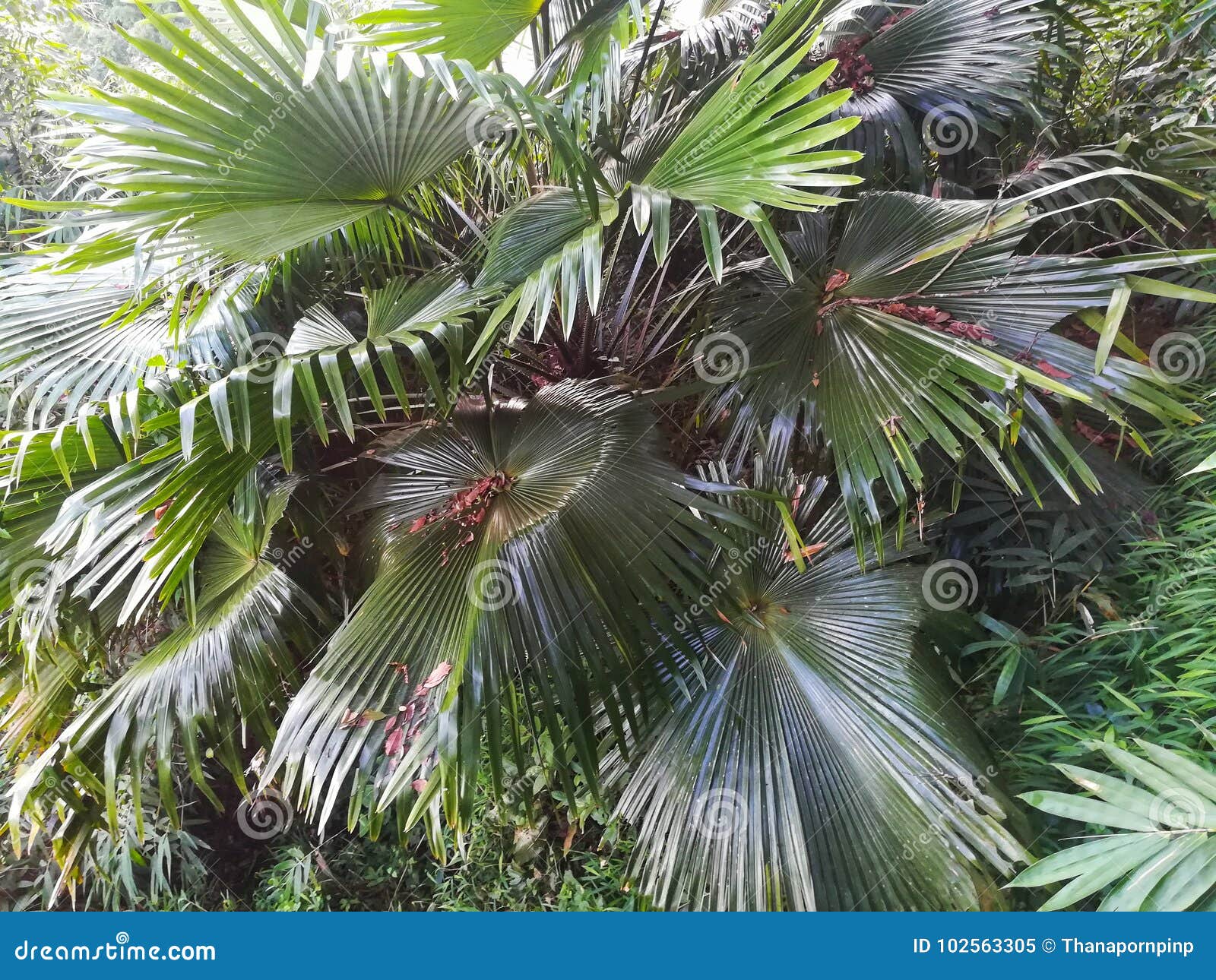 Palm Tree in the Tropical Rainforest. Stock Image - Image of rainforest ...