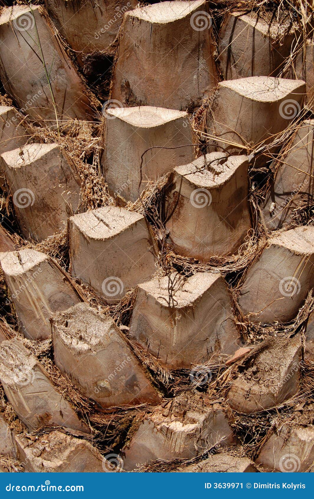 Palm tree trunk stock image. Image of tree, wood, coconut - 3639971
