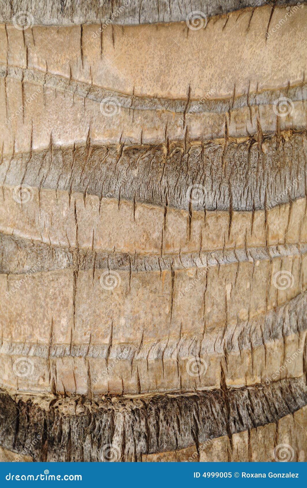 Palm tree trunk stock image. Image of tree, texture, palm - 4999005