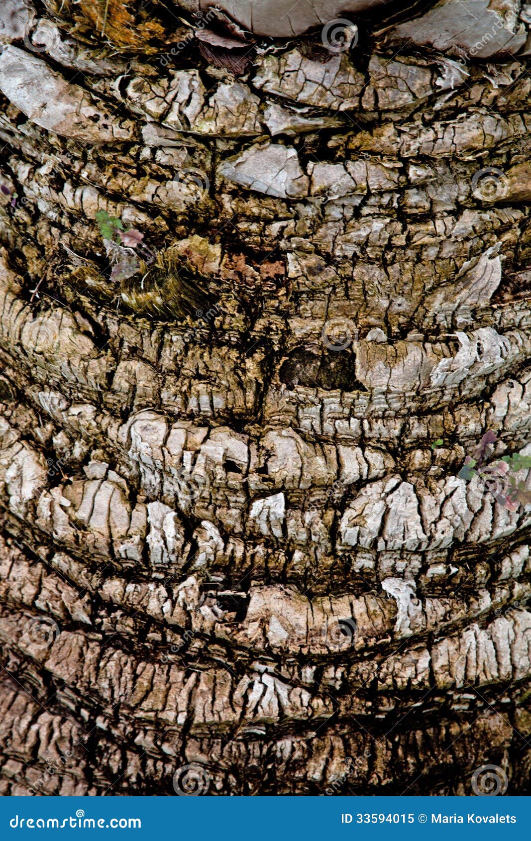 Palm tree trunk stock image. Image of floral, abstract - 33594015