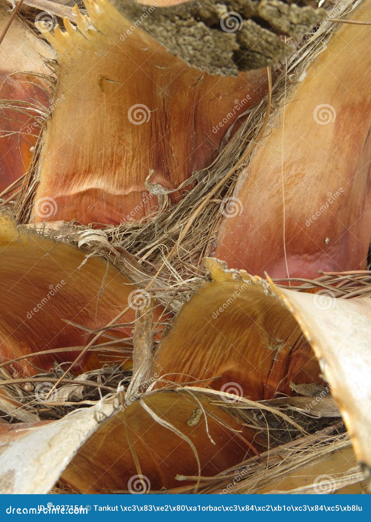 Palm tree trunk stock photo. Image of palm, split, trunk - 51937154