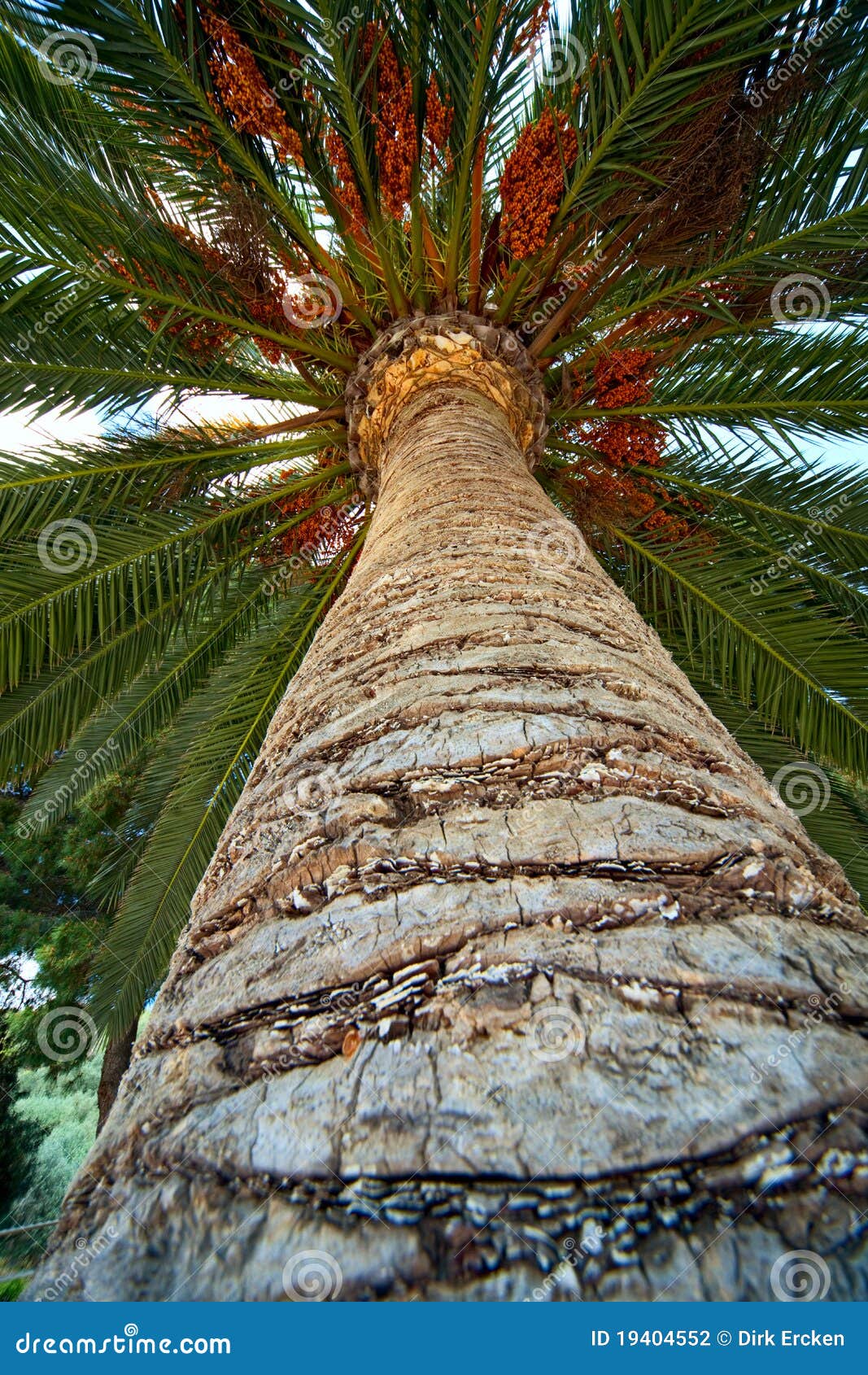 Palm Tree Trunk Bark and Leaf Background Stock Photo - Image of tropic ...