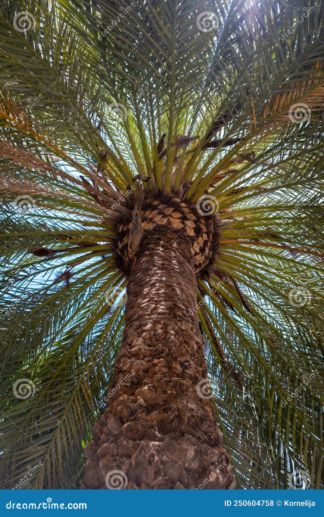 Palm Tree Trunk and Branches, Bottom View Stock Photo - Image of brown ...