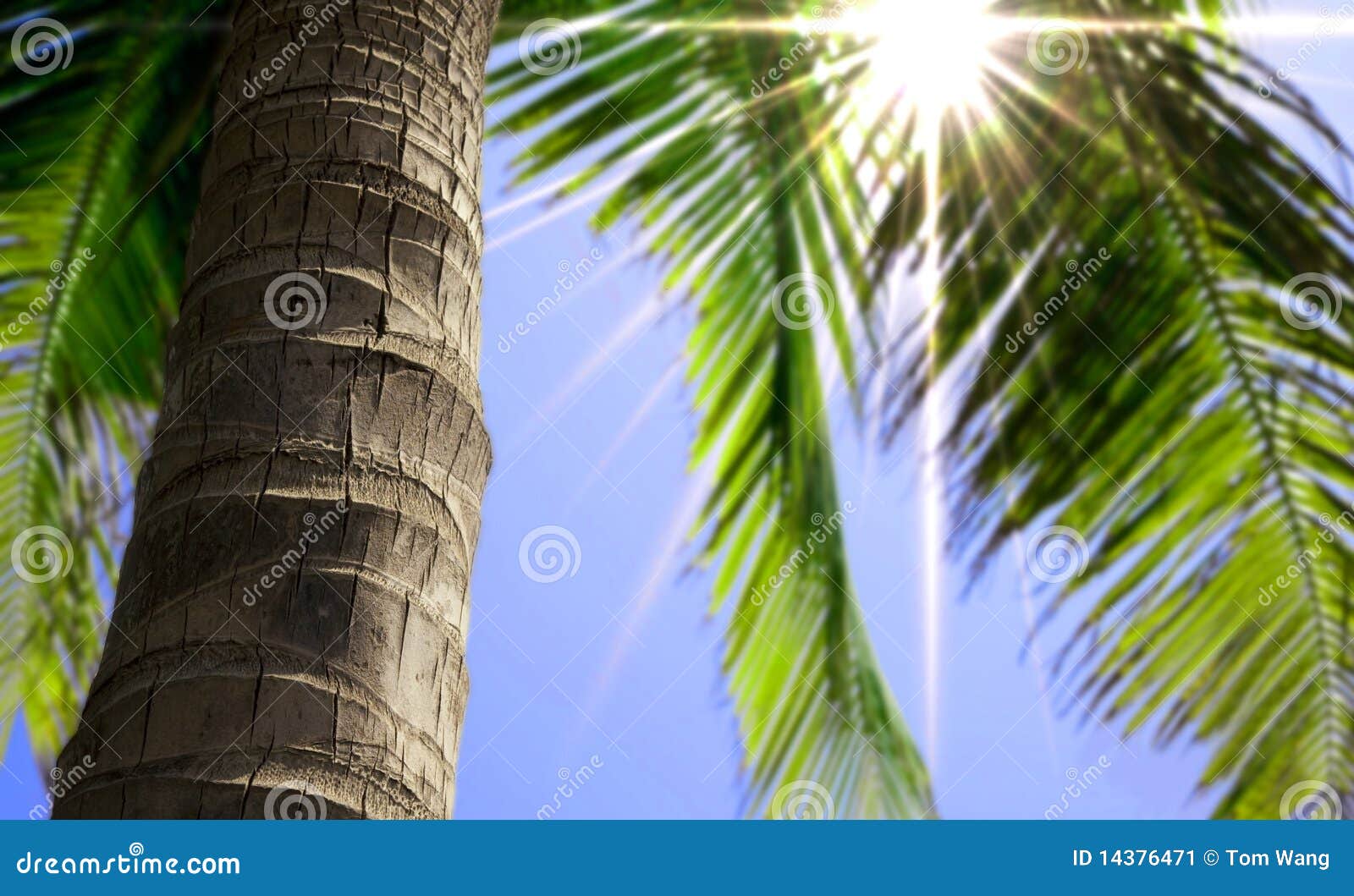 Palm tree trunk close up stock image. Image of background - 14376471