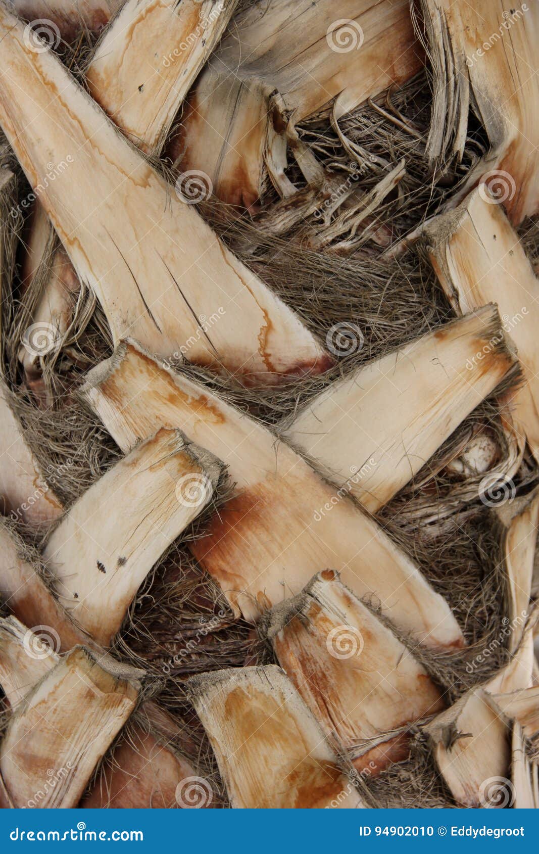 Palm Tree Trunk stock photo. Image of foliage, biology - 94902010