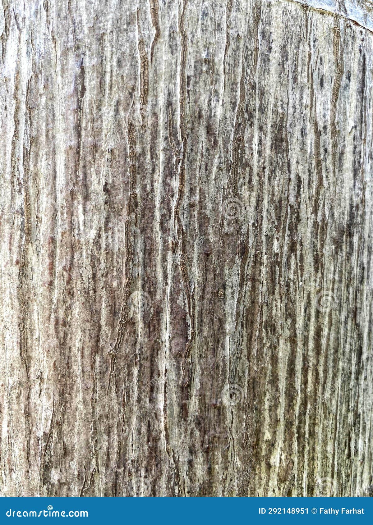 Palm Tree Trunk in Close-up Photo Stock Image - Image of tree, close ...