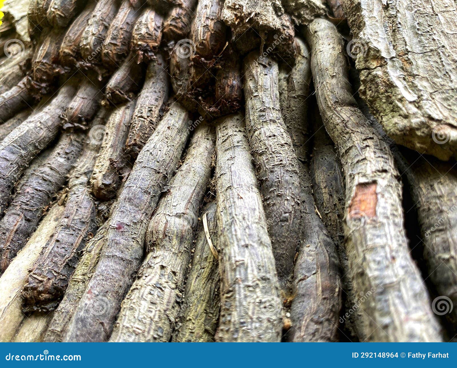 Palm Tree Trunk in Close-up Photo Stock Photo - Image of trunk ...