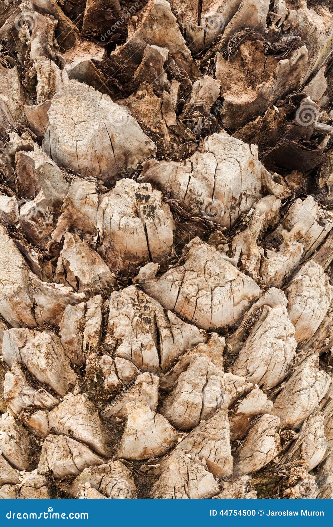 Palm Tree Trunk Distressed Texture Stock Photo - Image of distressed ...