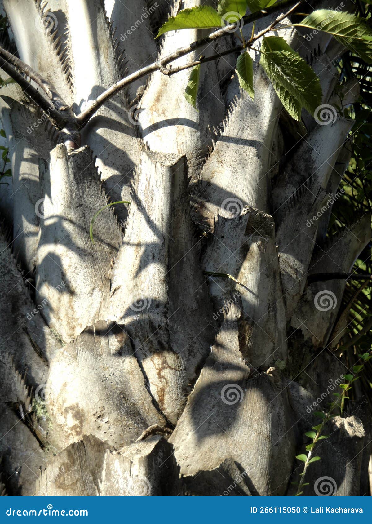 Palm tree trunk stock photo. Image of garden, spring - 266115050