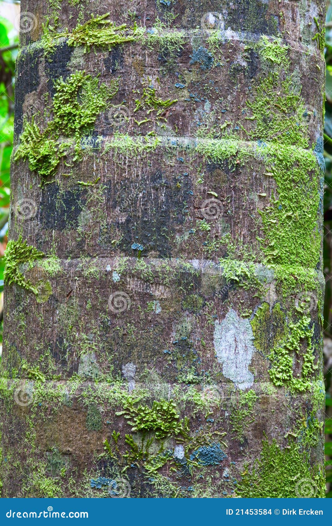 Detail Of A Bark Of A Tree Bark Cherries. Massive Trunk With Striped ...