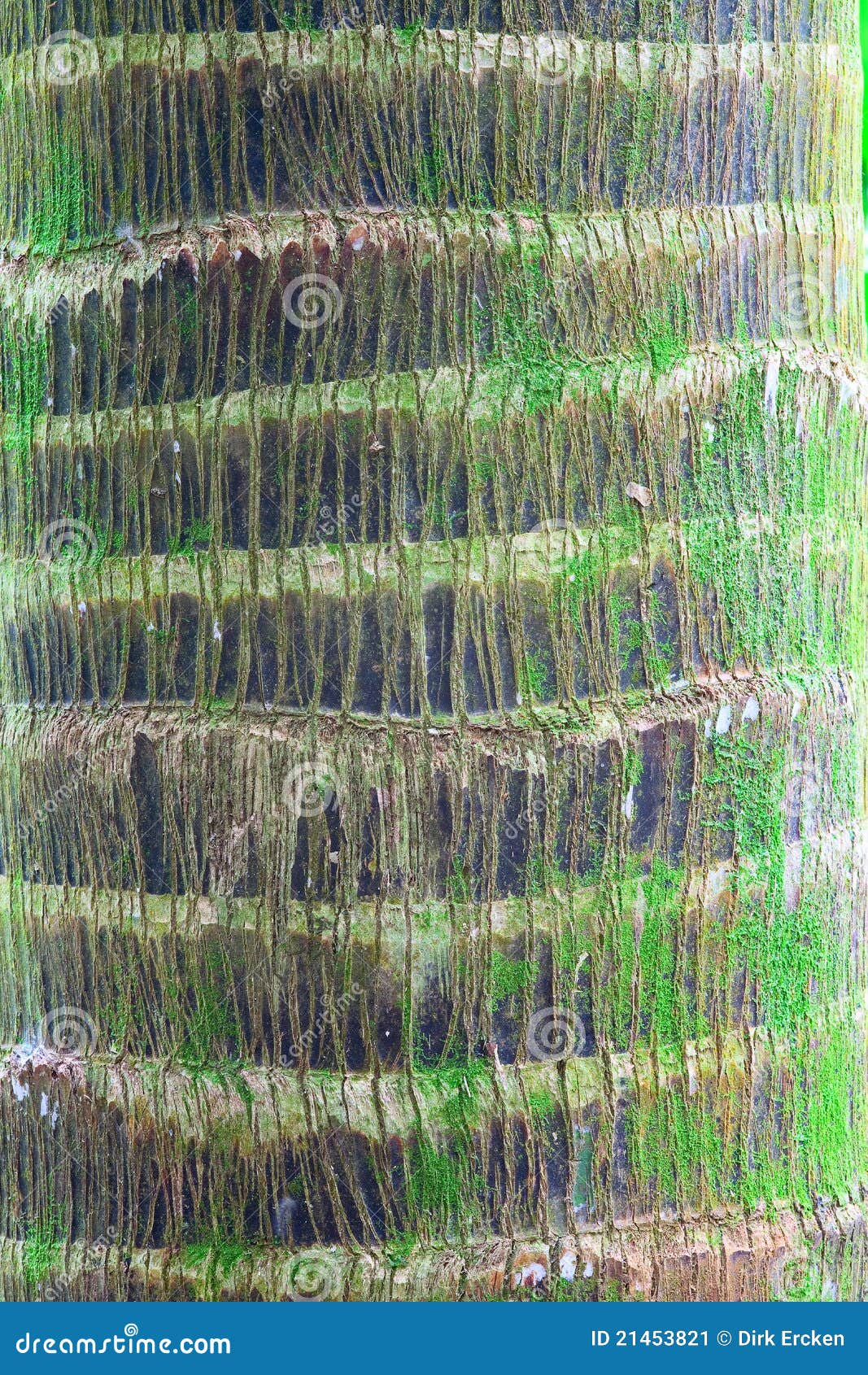 Palm Tree Trunk Detail Bark Background Texture Stock Image - Image of ...