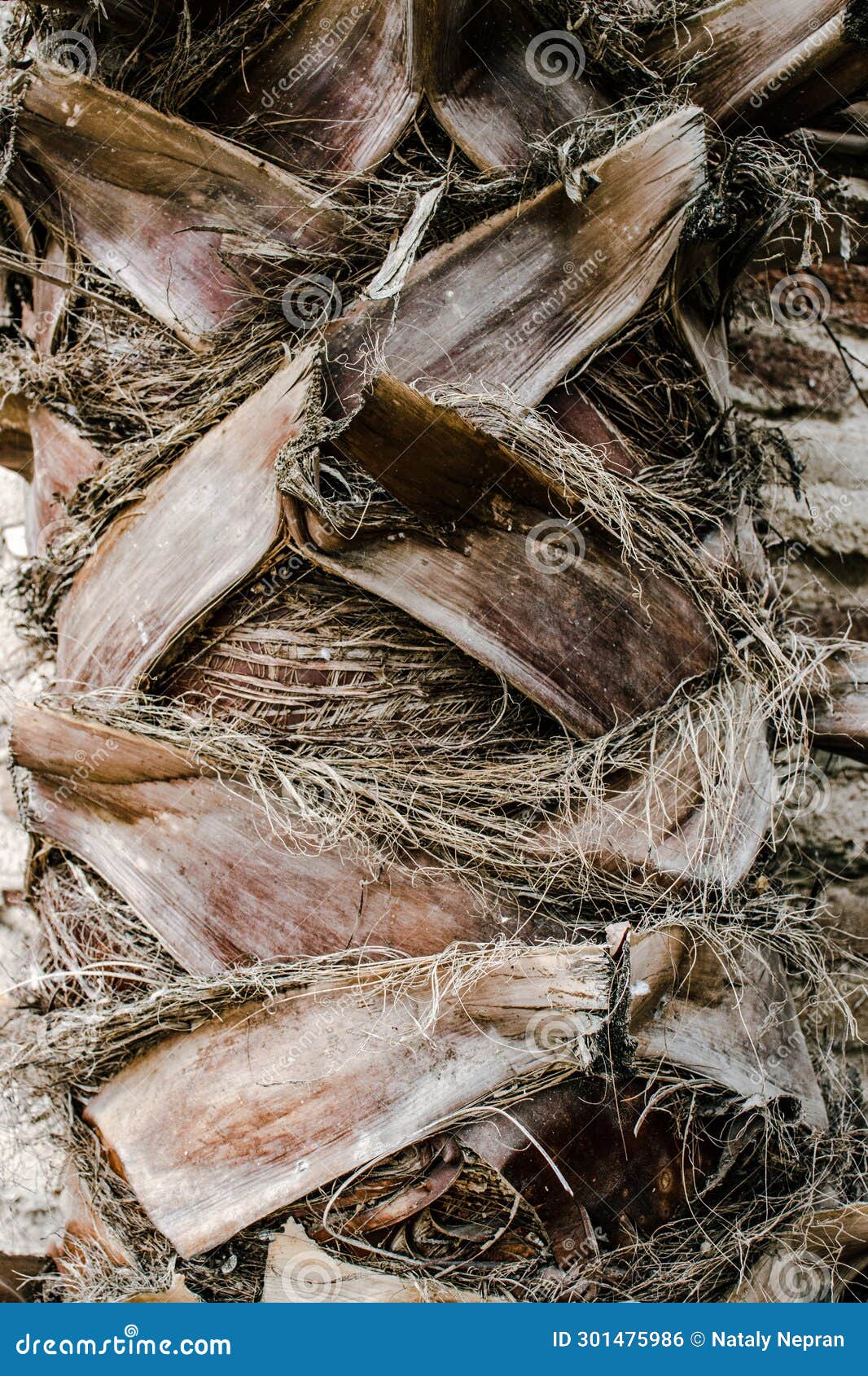 Palm Tree Trunk Detailed Background Photo. Palm Tree Trunk Texture ... Palm Tree Trunk Detailed Background Photo. Palm Tree Trunk Texture ...