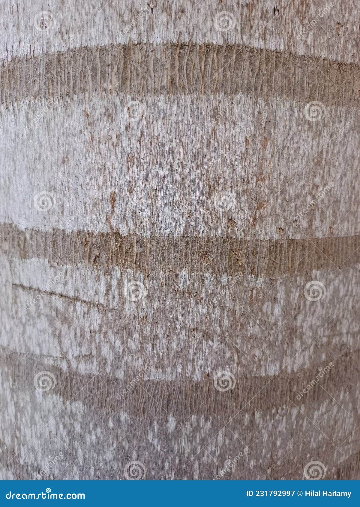 Palm Tree Trunk Fiber. Unique Texture Stock Image - Image of texture ...
