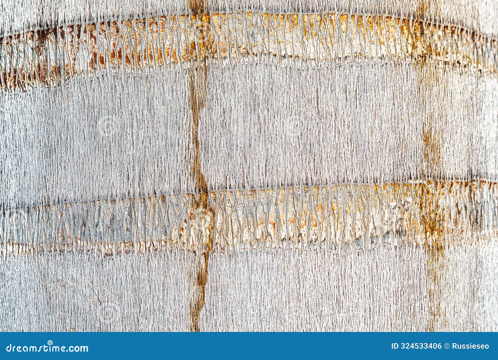 Palm Tree Trunk with a Pattern of Brown and White Stripes Stock Photo ...